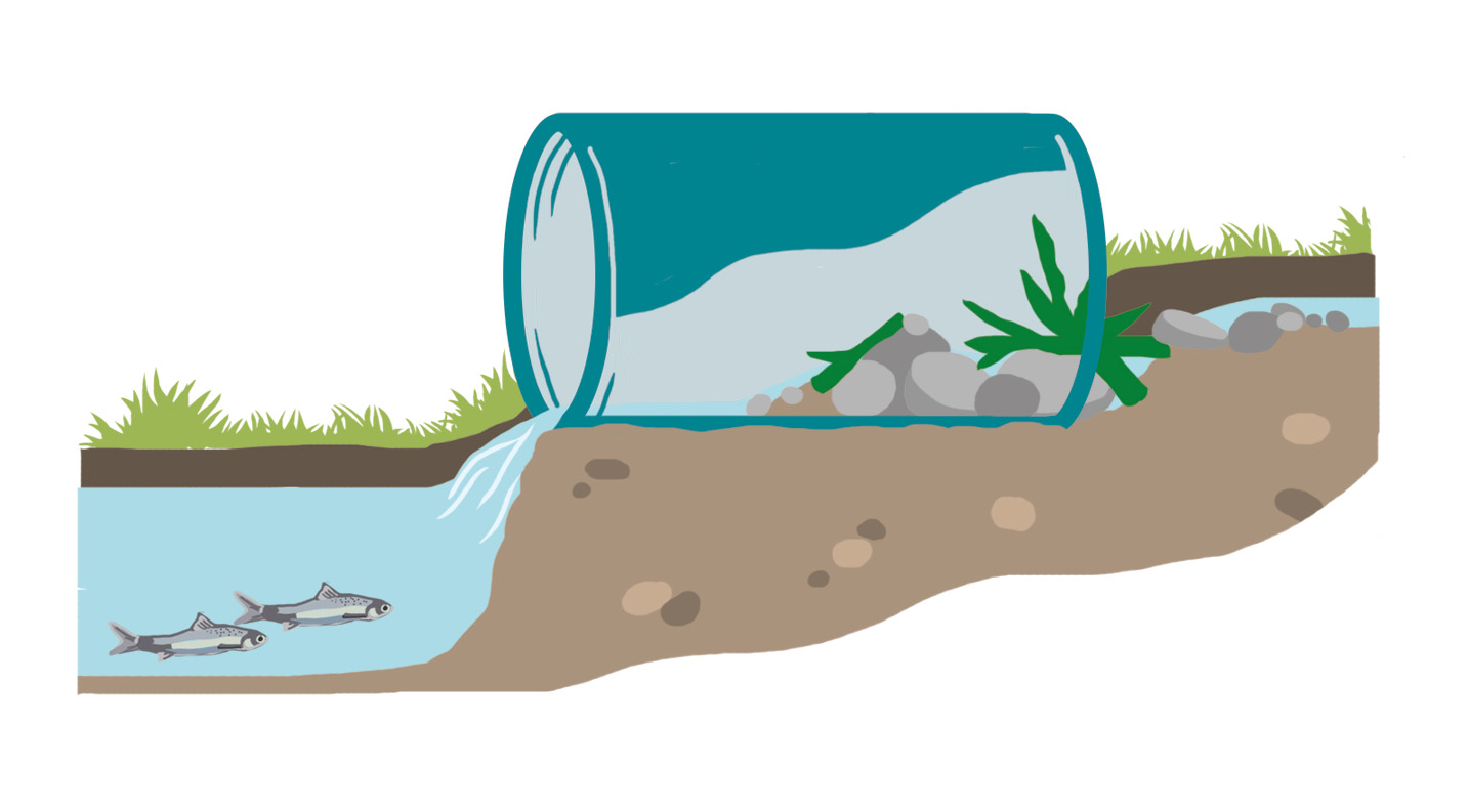 Fish Barriers - Braes of Alyth