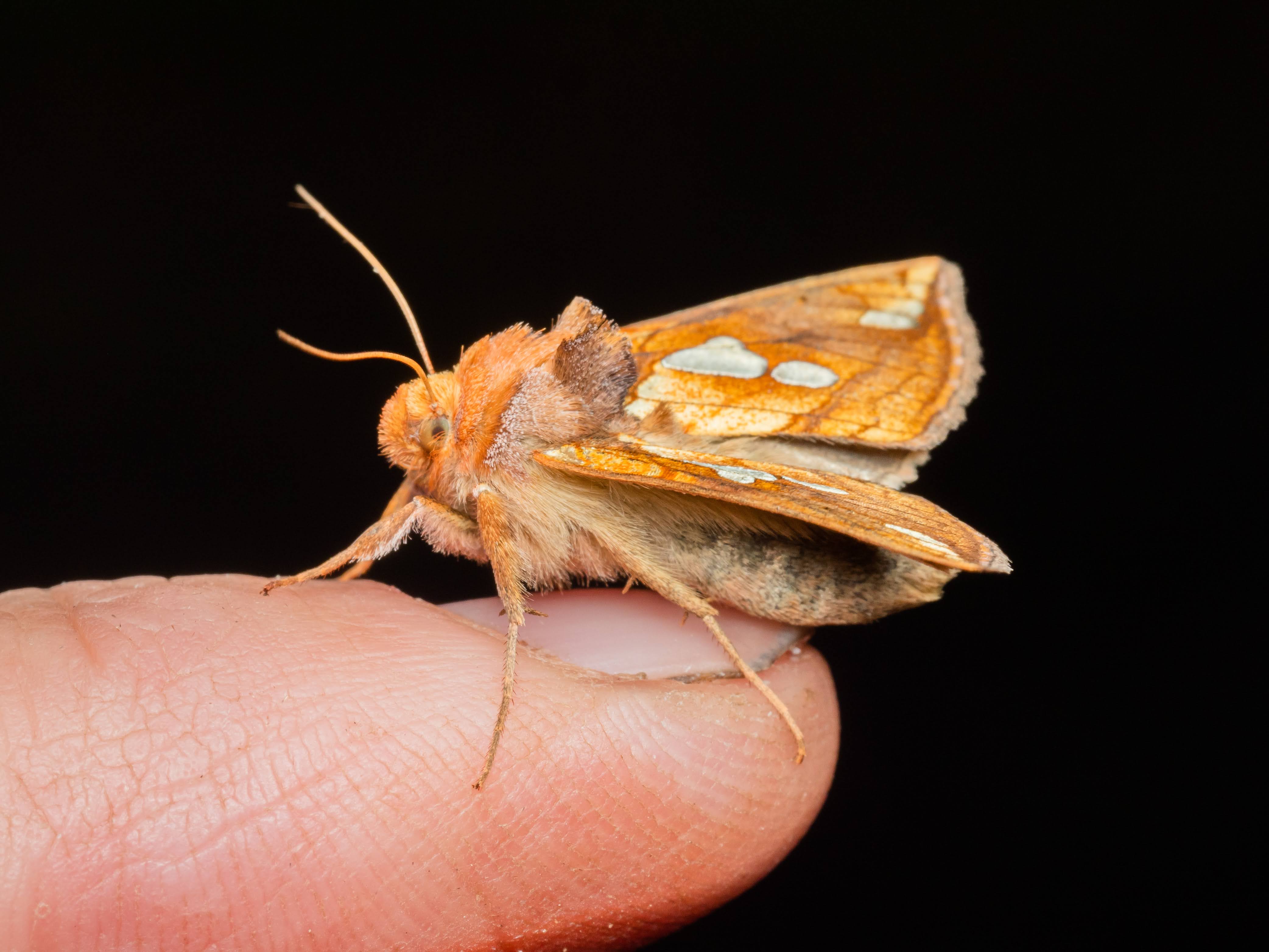 Invertebrates